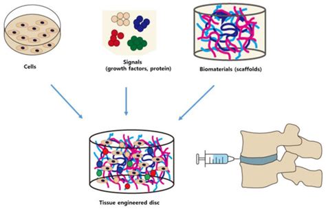 Applied Sciences Special Issue Intervertebral Disc Regeneration
