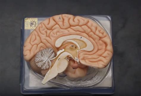 Sagittal Section Diagram Quizlet