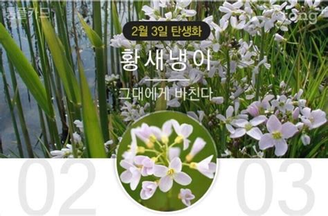 🌈 2월3일 탄생화황새냉이꽃말과 의미는 🌈 뉴스트림