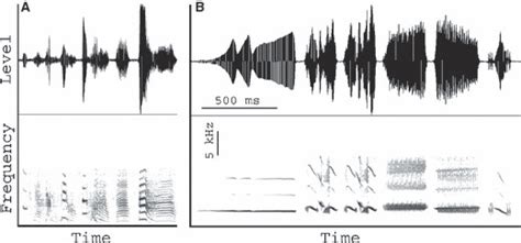 waveforms upper panel and spectrograms lower panel of songs from a