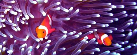 Reef Fish Can Adjust The Sex Of Their Offspring As Water Temperatures