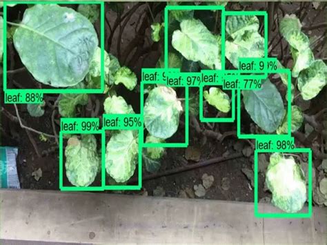 Leaf Detection Shyamsundar Prabhakar Indra