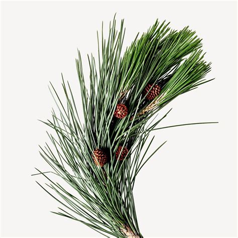 عطر Elixir 1870 من Granado Wikiparfum