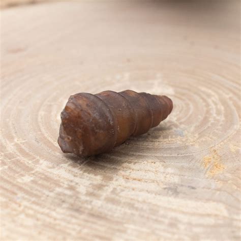 Fossilized Shell Rocks Crystals Fossils Jewellery Canada S Rock Shop Winnipeg Manitoba