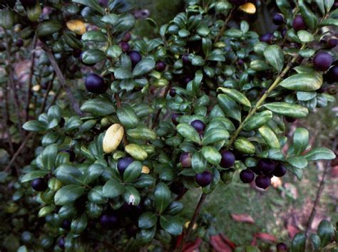钝齿冬青 玉环木本植物 图片