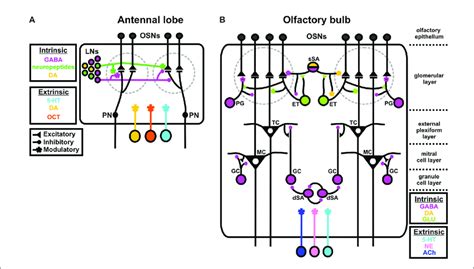 Intrinsic And Extrinsic Sources Of Neuromodulation In The Insect And