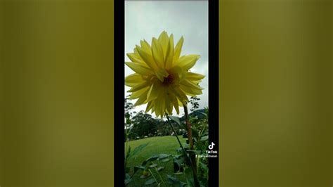 මල් වගේ ගෑනු ළමයි Youtube