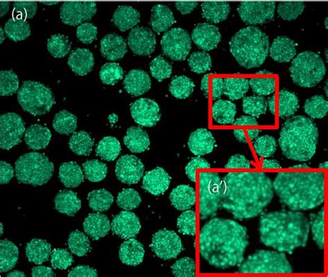 Spheroid Analysis Yokogawa Electric Corporation