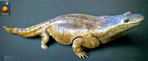 Palaeoblog Metoposaurus Algarvensis Giant Prehistoric Amphibian From