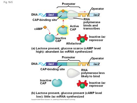 Positive Gene Regulation
