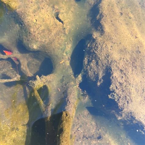 Learn About Cyanobacteria In Ponds And Lakes