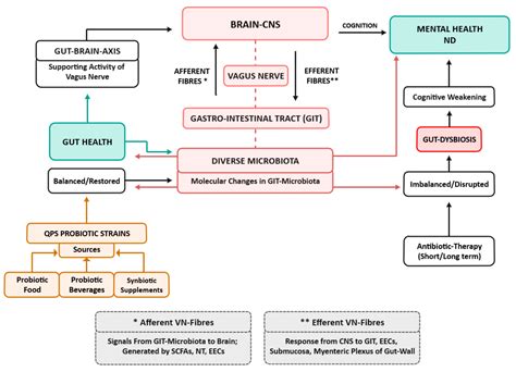 Antibiotic Therapy Induced Gut Dysbiosis Affecting Gut Microbiota—brain