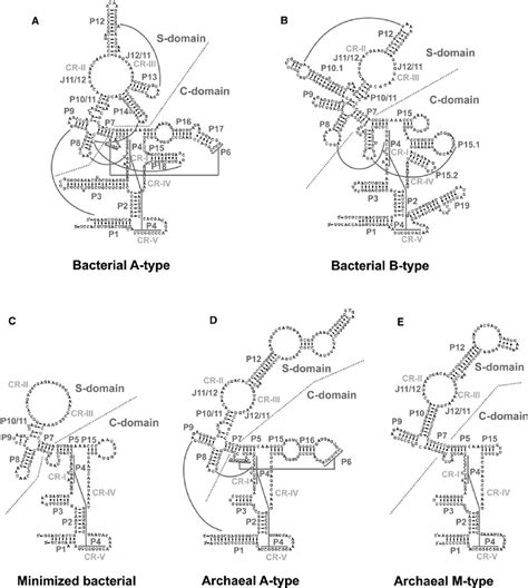 Secondary Structure Diagrams For Bacterial And Archaeal Rnase P Rnas