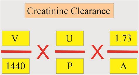 How To Calculate Creatinine Clearance Bcnephro