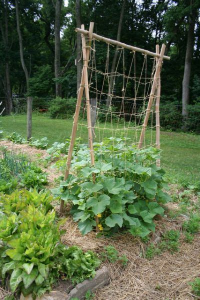 56 Cucumber Teepee Ideas In 2021 Cucumber Trellis Garden Trellis Trellis