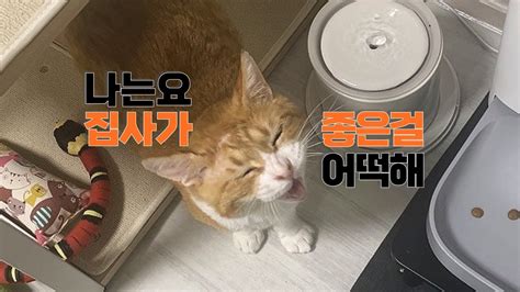 마음 열고 있는 길출신 고양이의 그린라이트 Youtube