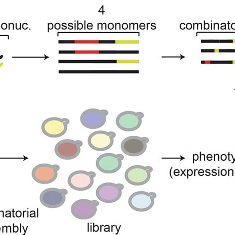 Engineering Of A Combinatorial Library Of Tandem DNA Repeat Arrays A