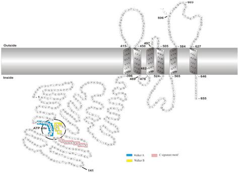 Structure And Function Of The Human Breast Cancer Resistance Protein Bcrpabcg2 Pmc