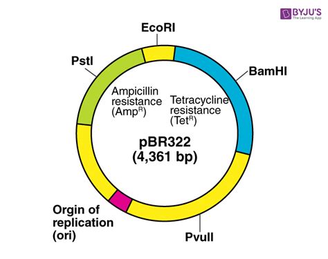 What Does Bacterial Plasmid Contain An Overview