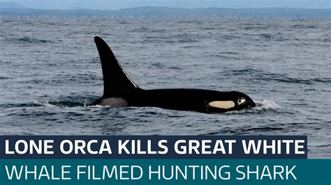 Killer Whale Vs Great White Lone Orca Filmed Hunting Shark Latest
