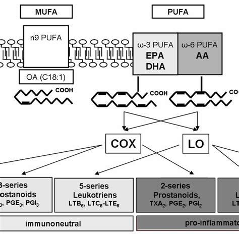 Eicosanoids Synthesis Pathways Depending On The Fatty Acid Content Of Download Scientific