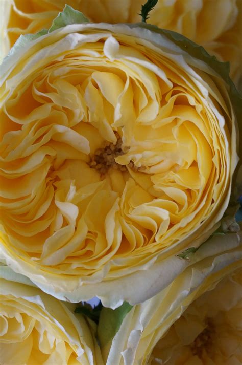 #Flowers, Rosa, rose Catalina | Розы, Цветы, Букет