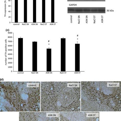Expression Of Dat Protein A And Representative Protein Bands B In