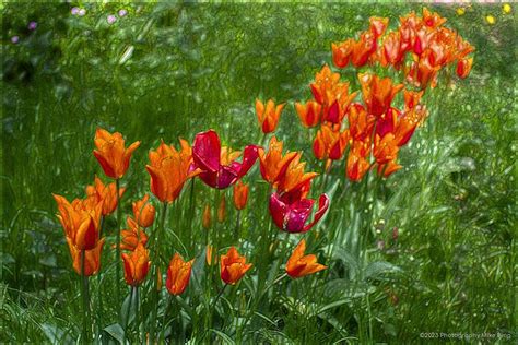 Gmic From A Bash Script Showcase