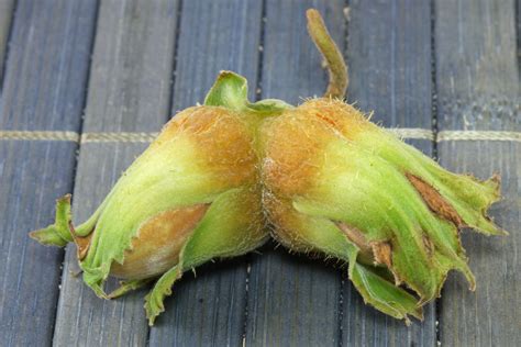 Corylus avellana