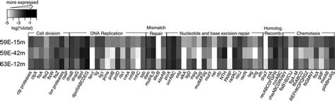 Heatmap Showing Log Transformed Relative Expression Of Genes Related To Download Scientific