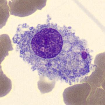 Polychromatic Erythroblast CellWiki