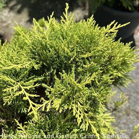 Lpp Juniperus X Pfitz Golden Joy Pfitzer Spreading Juniper