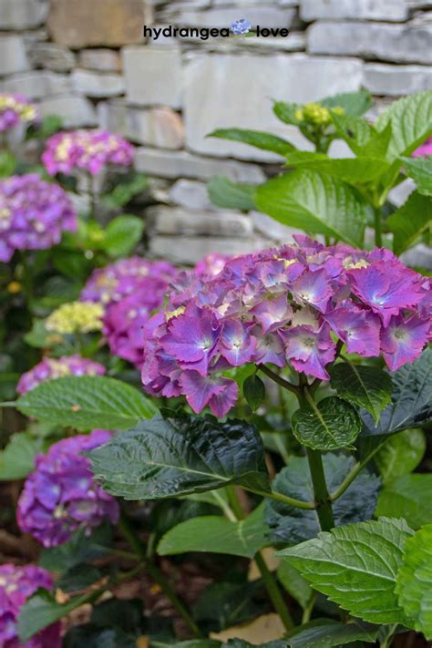 11 Easiest Hydrangeas To Grow Hydrangea Love
