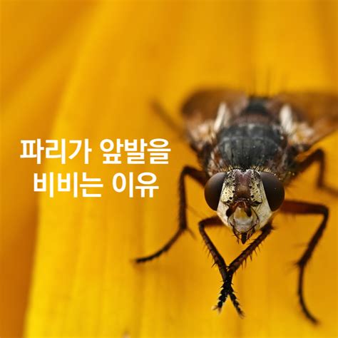 파리가 앞발을 비비는 이유