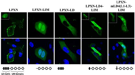Leupaxin Shuttles Between Cytoplasm And Nucleus Mda Mb‐231 Cells Were