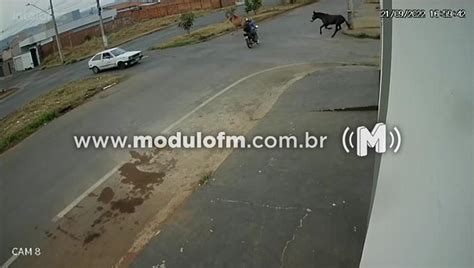 Veja O Vídeo Motociclista Fica Ferido Após Bater Em Cavalo Solto Na