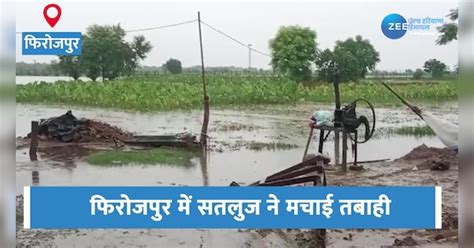 Flood In Punjab Sutlej Wreaks Havoc In Ferozepur Border Village
