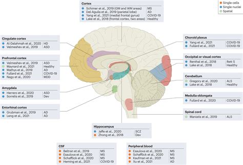 Single Cell Single Nuclei And Spatial Transcriptomics Ideas And Inspiration The Mjff Data