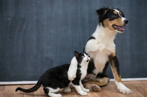 Why Are Cats Better Than Dogs Show Them Proper Care Hope For Pets