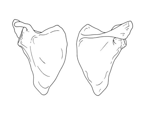 Scapula Anterior And Posterior View Quiz
