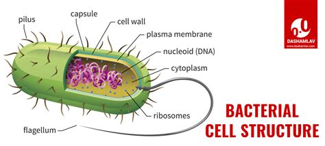 Consider The Diagram Of The Basic Structure Of Bacteria Bact
