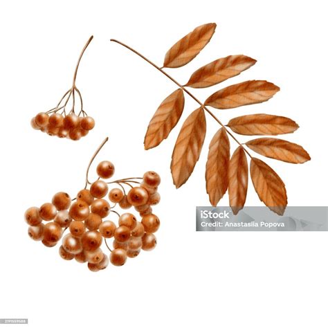 마가목의 가지와 단색의 가을 오렌지색과 갈색의 잎은 가을의 상징으로 수확을 상징합니다 축제 수채화 클립 아트 주제별 초대장에 대 한 고립 된 투명한 배경 0명에 대한 스톡