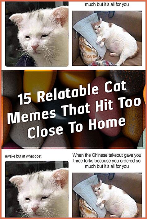 15 Relatable Cat Memes That Hit Too Close To Home Artofit