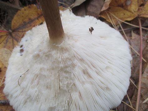 Меланолеука полосатоножковая (Melanoleuca grammopodia) фото и описание