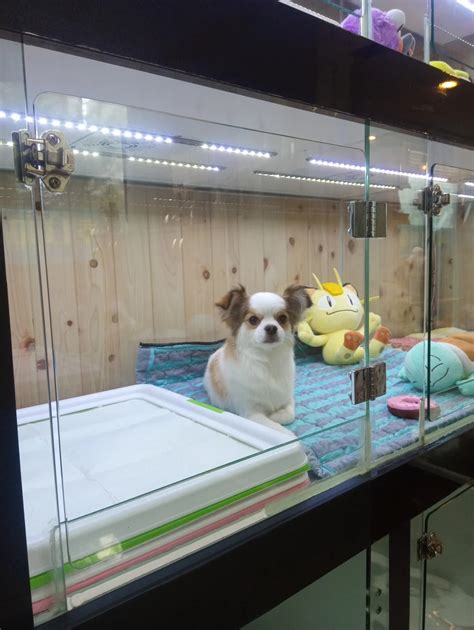 애견미니호텔 동네업체