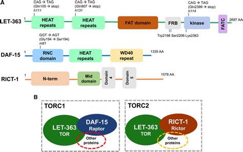 Core Components Of Tor Signaling In C Elegans A Cartoon Diagram Of Download Scientific