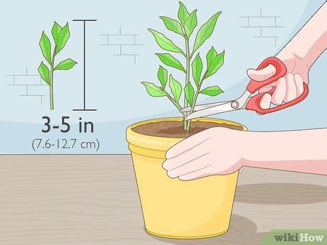 How To Plant Roots Steps With Pictures WikiHow Life