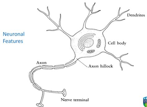 lecture 21 nervous system structure and function flashcards quizlet