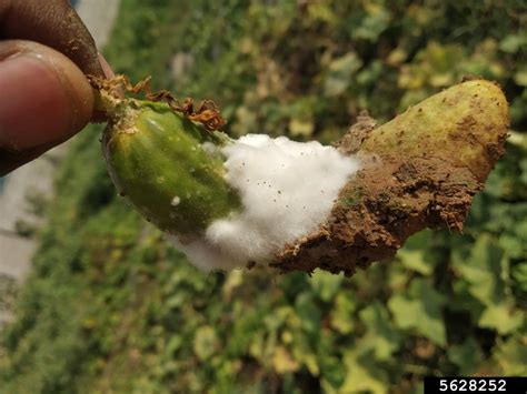 Pythium Diseases Genus Pythium Pringsh
