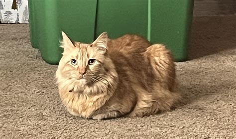 Best Idot Images On Pholder Okbuddyretard Woooosh And Fost Talicska